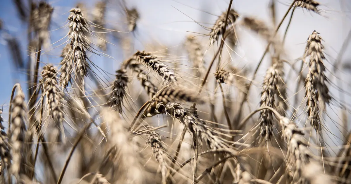 Wheat Climbs After Ukraine’s Attacks Threaten Black Sea Exports