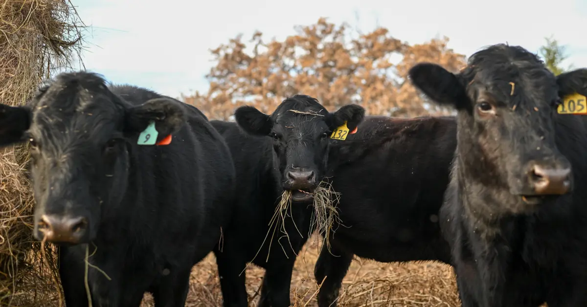 Why Climate-Friendly Beef Labels Fall Short