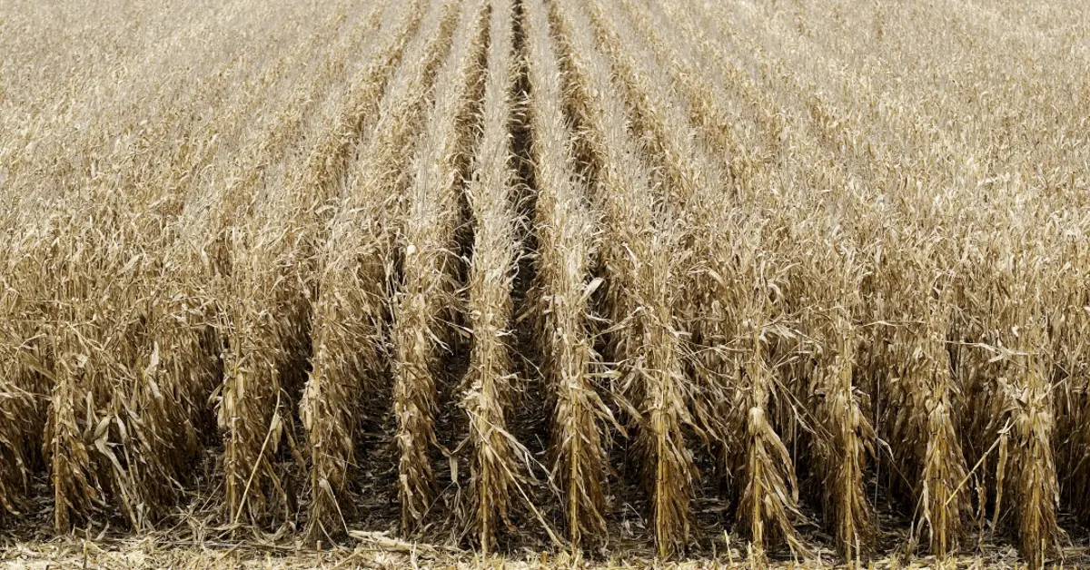 America’s Corn Belt Bristles at $8 Billion Lifeline