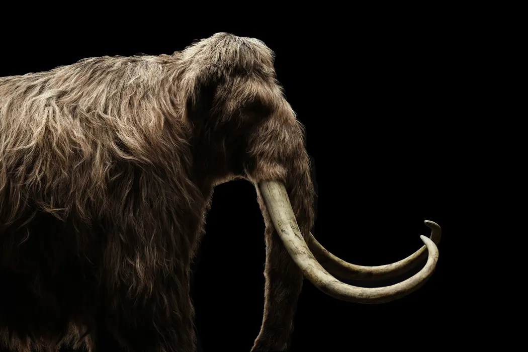 Woolly Mammoth Revival Raises $75 Million From VC Firms, Paris Hilton