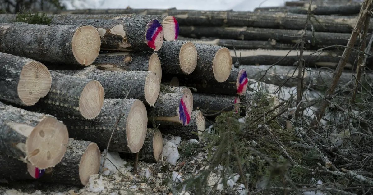 Europe Shortens Deforestation Enforcement Delay to Six Months