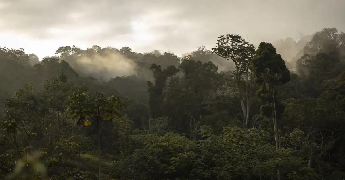A Major Showdown Is Brewing Over What Counts as a Carbon Credit